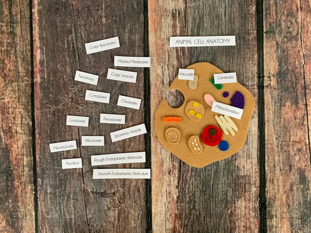 Animal Cell Puzzle Set, Cell Study, Charlotte Mason, Homeschool, Home ...