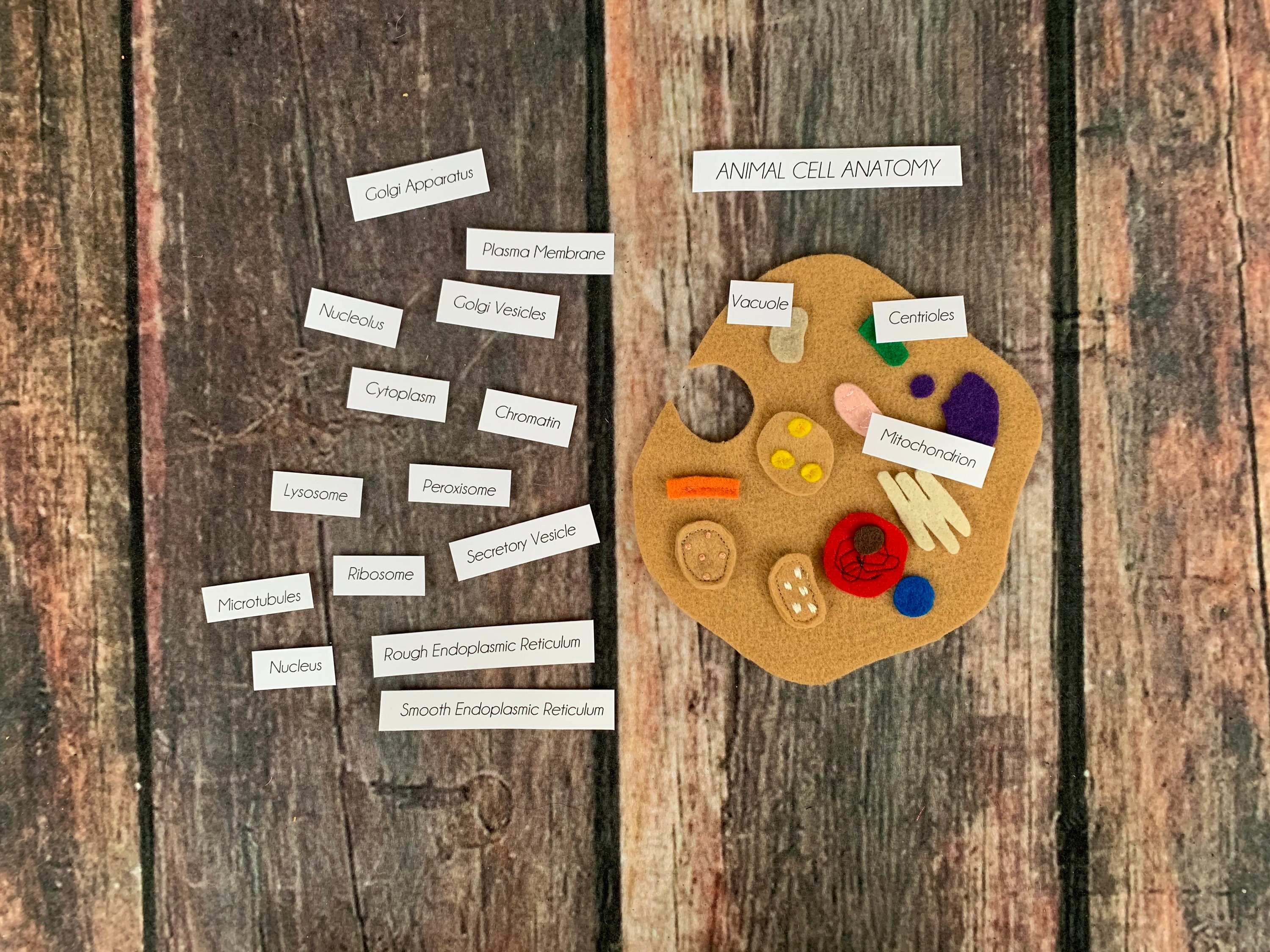 Animal Cell Puzzle Set, Cell Study, Charlotte Mason, Homeschool, Home ...