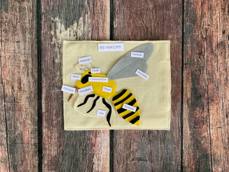 Bee Anatomy, Bee Puzzle Set, Minibeast Study, Charlotte Mason ...