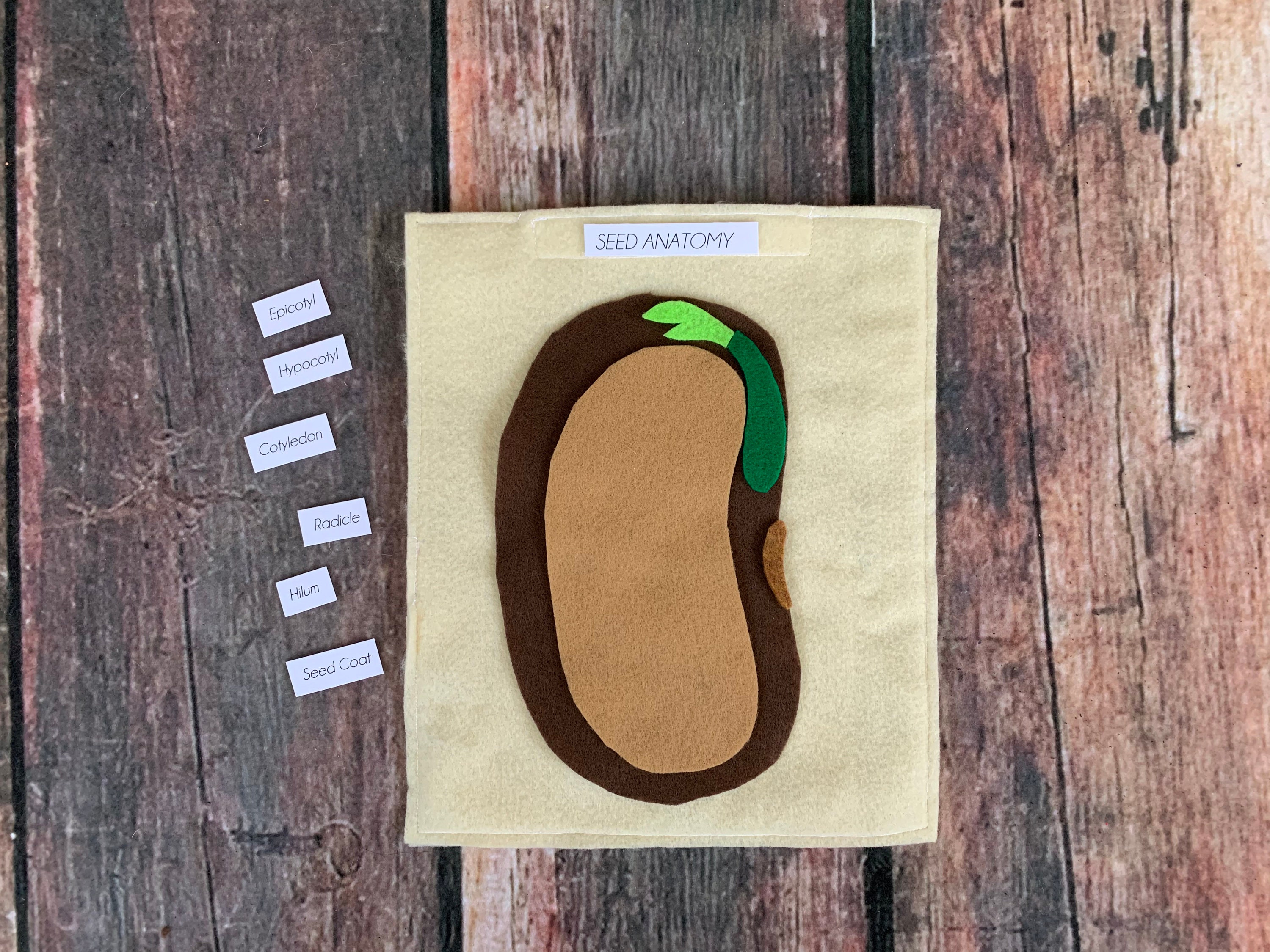 Seed Anatomy, Seed Puzzle Set, Seed Study, Charlotte Mason, Homeschool ...