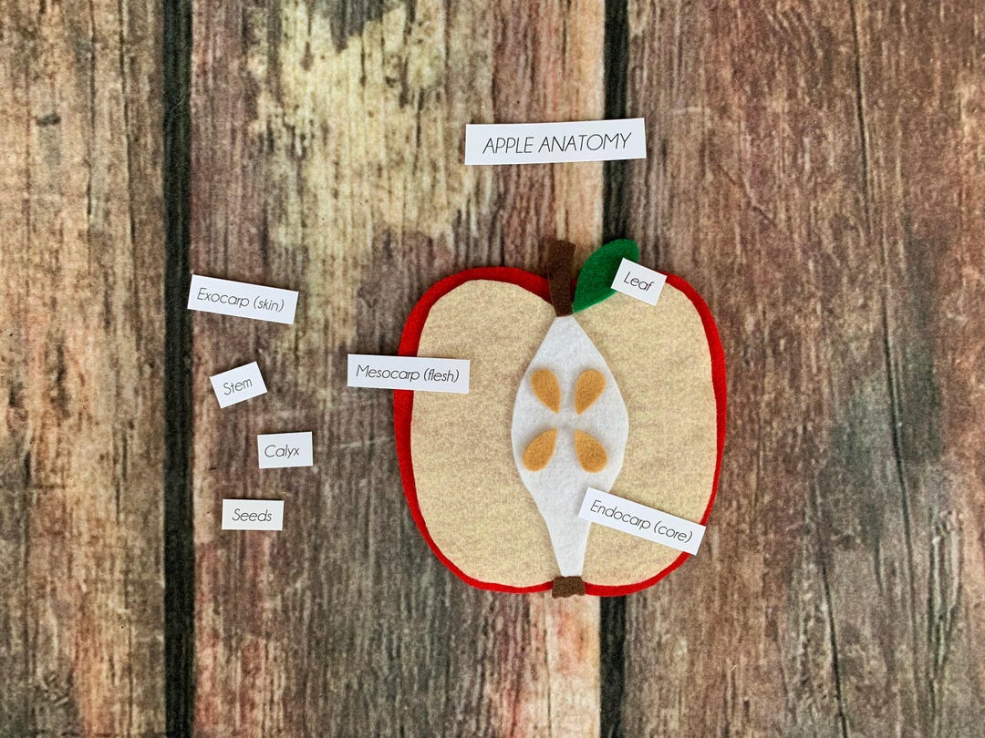 DIGITAL PATTERN Apple Anatomy, Apple Puzzle Set, Nature Study ...