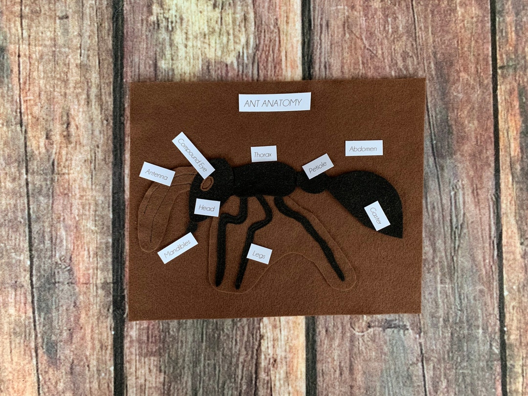 Ant Anatomy, Ant Puzzle Set, Minibeast Study, Charlotte Mason ...