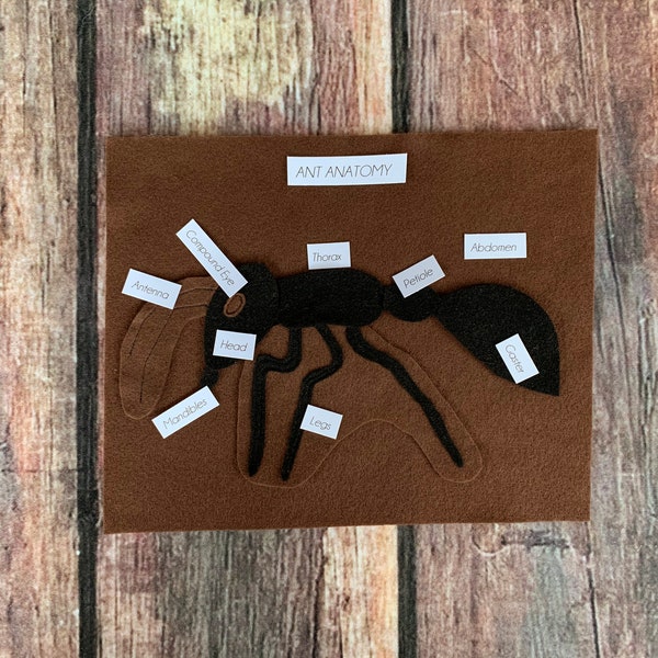 Montessori Ant - Etsy