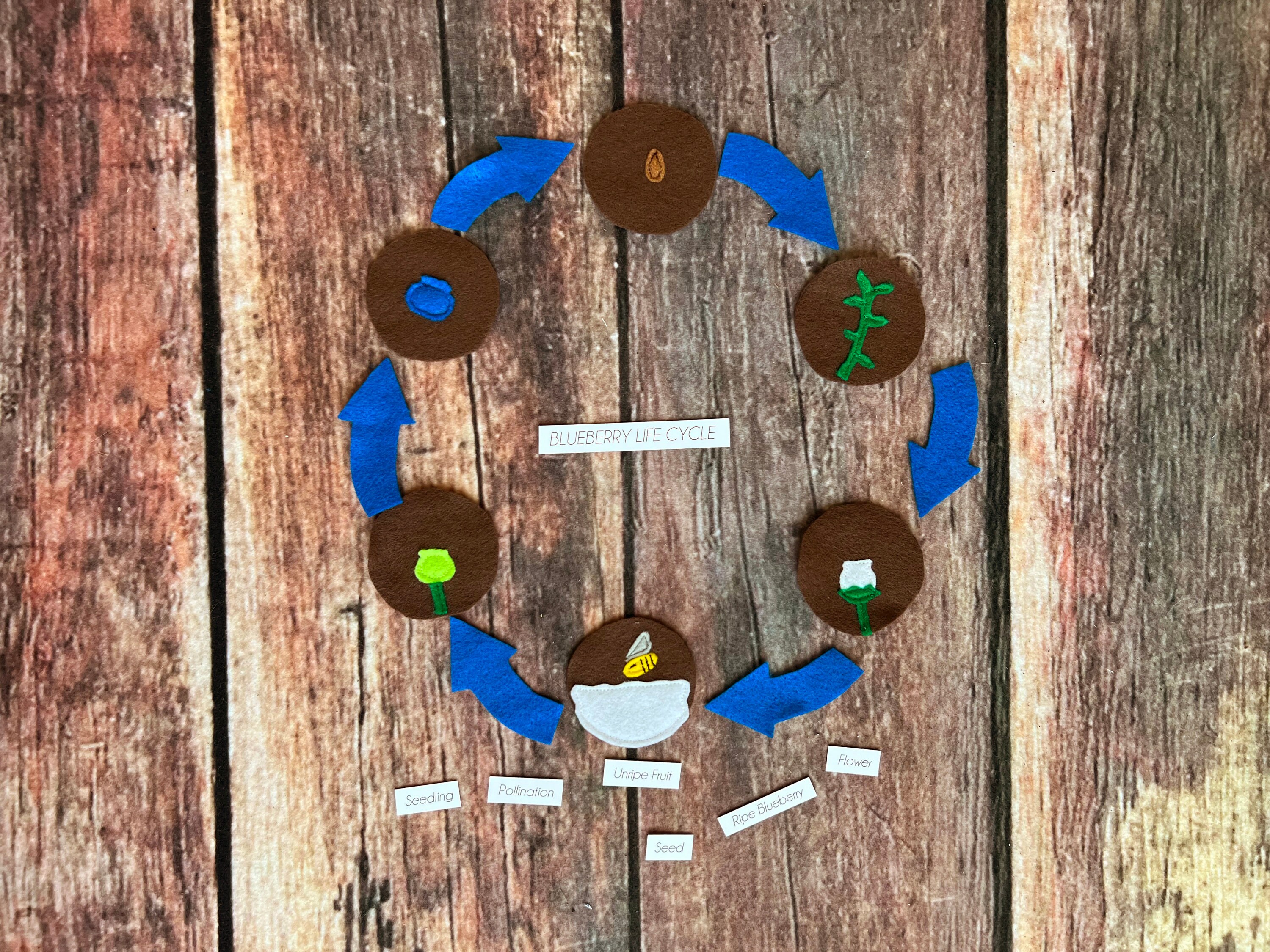 Blueberry Life Cycle, Nature Study, Charlotte Mason, Homeschool, Home ...