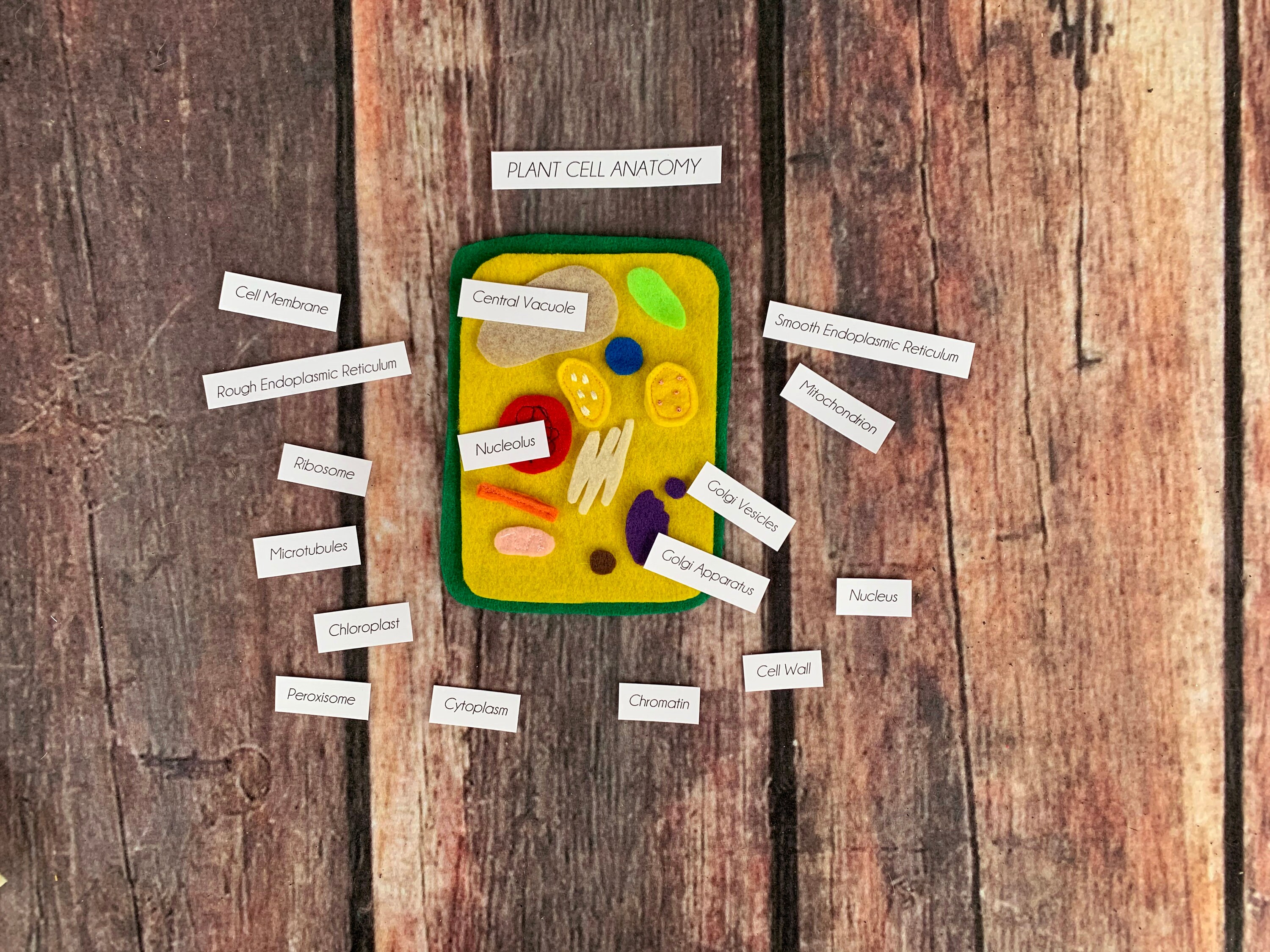 Plant Cell Puzzle Set, Cell Study, Charlotte Mason, Homeschool, Home ...