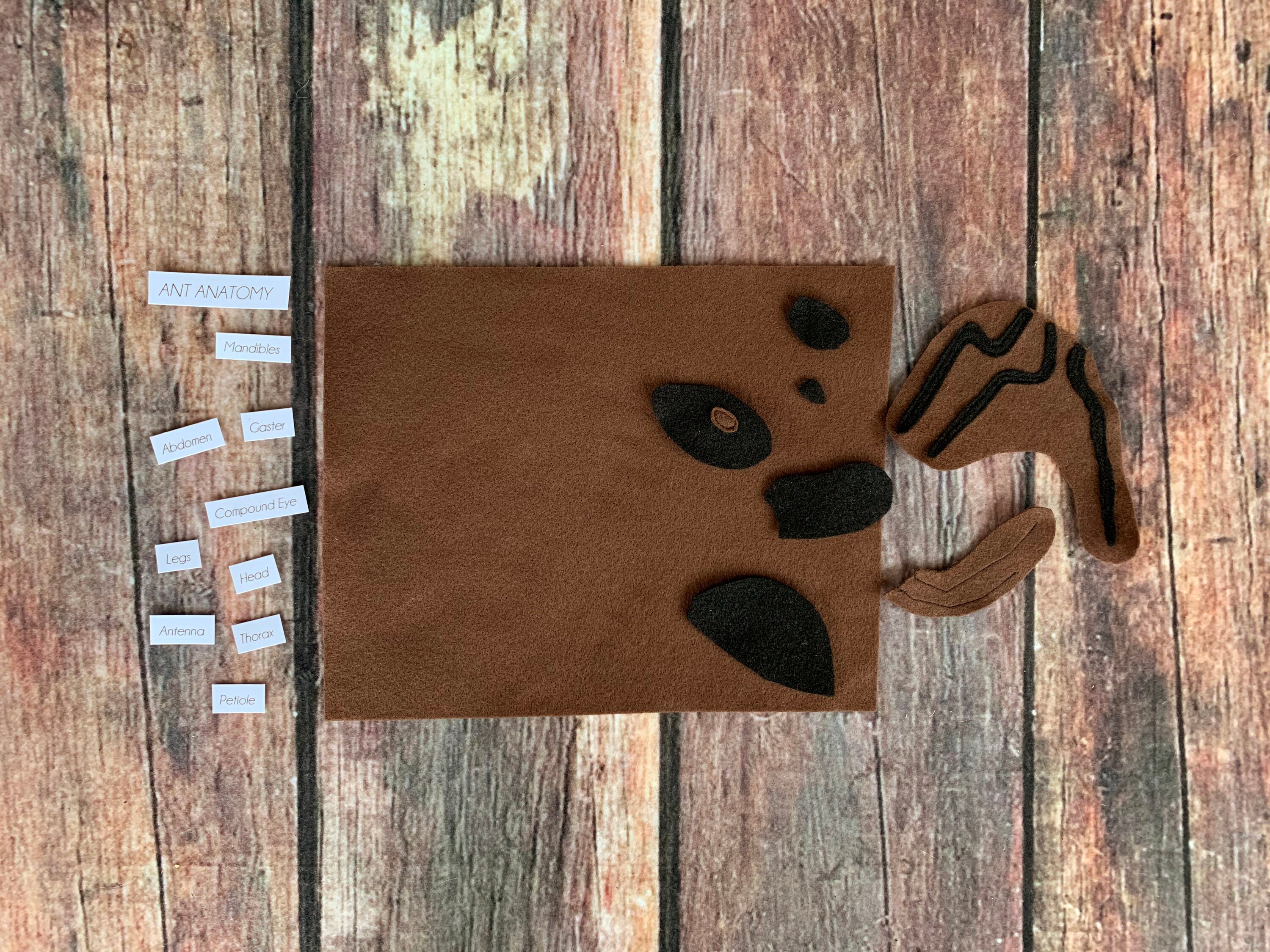 Ant Anatomy, Ant Puzzle Set, Minibeast Study, Charlotte Mason ...