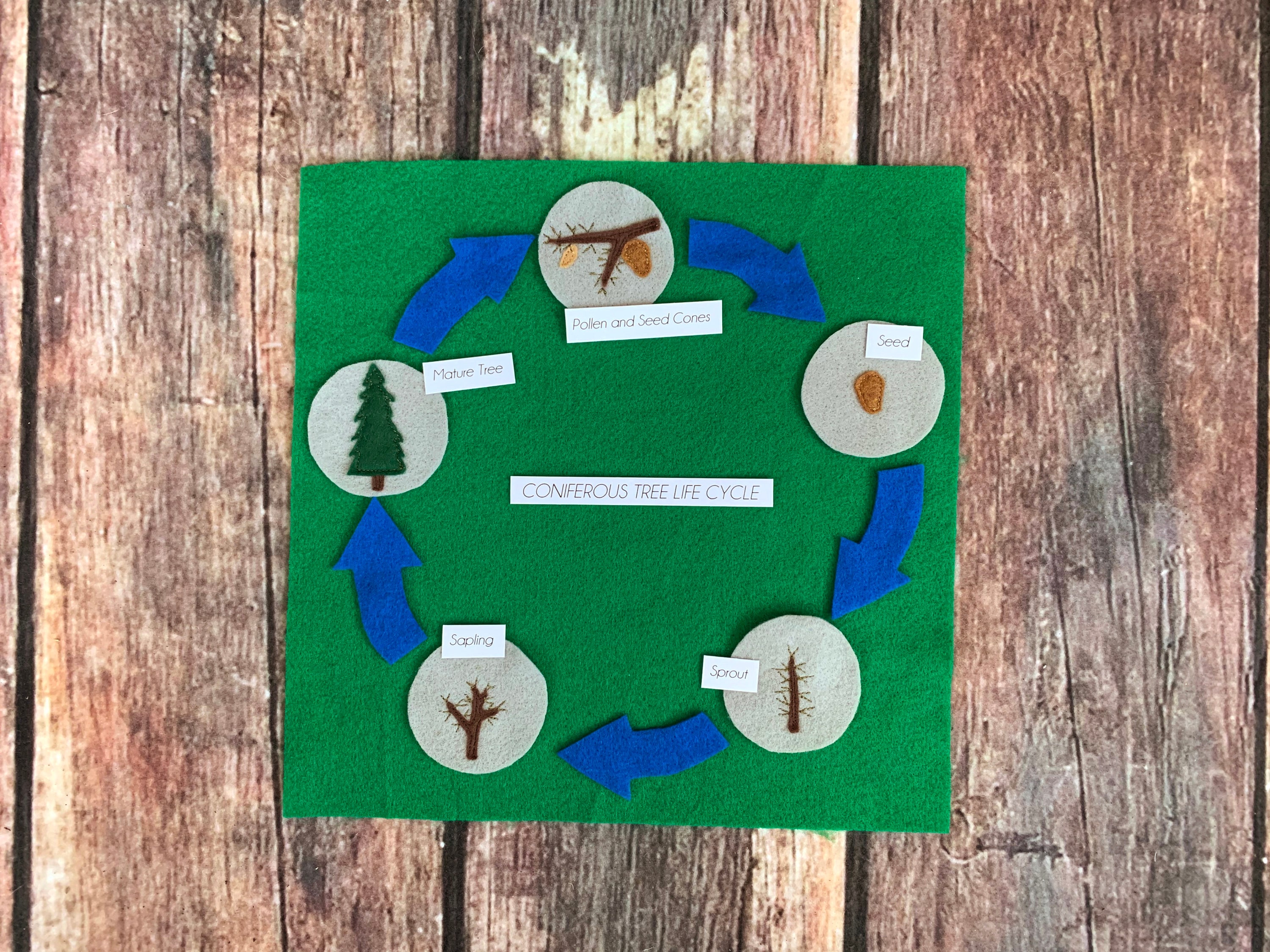 Pine Tree Life Cycle, Nature Study, Charlotte Mason, Homeschool, Home ...