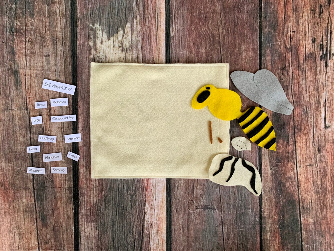 Bee Anatomy Bee Puzzle Set Minibeast Study Charlotte Mason - Etsy