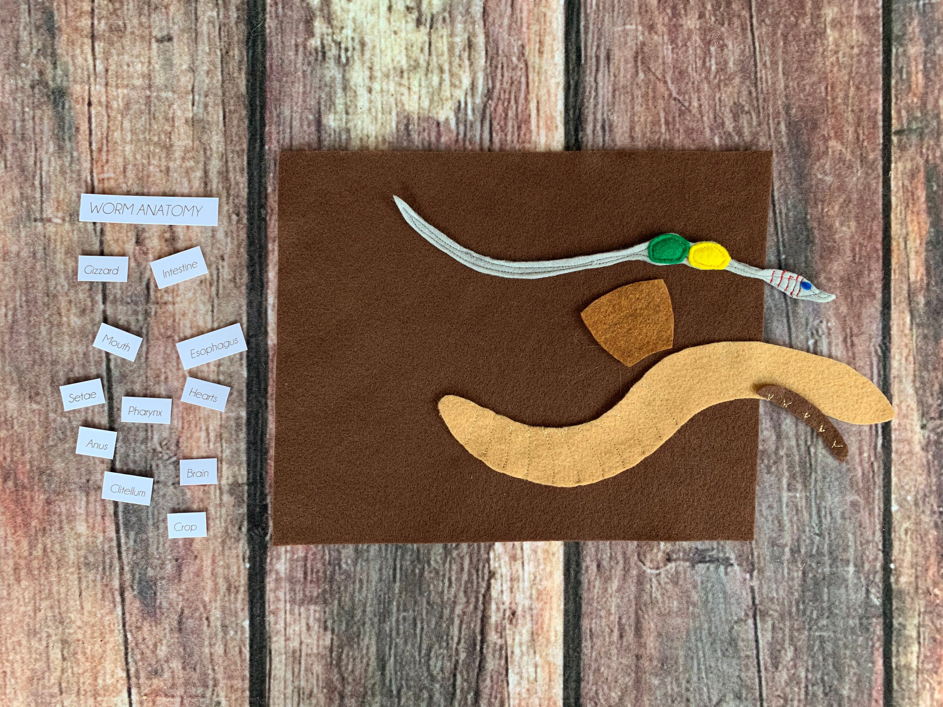 Worm Anatomy, Worm Puzzle Set, Minibeast Study, Charlotte Mason ...