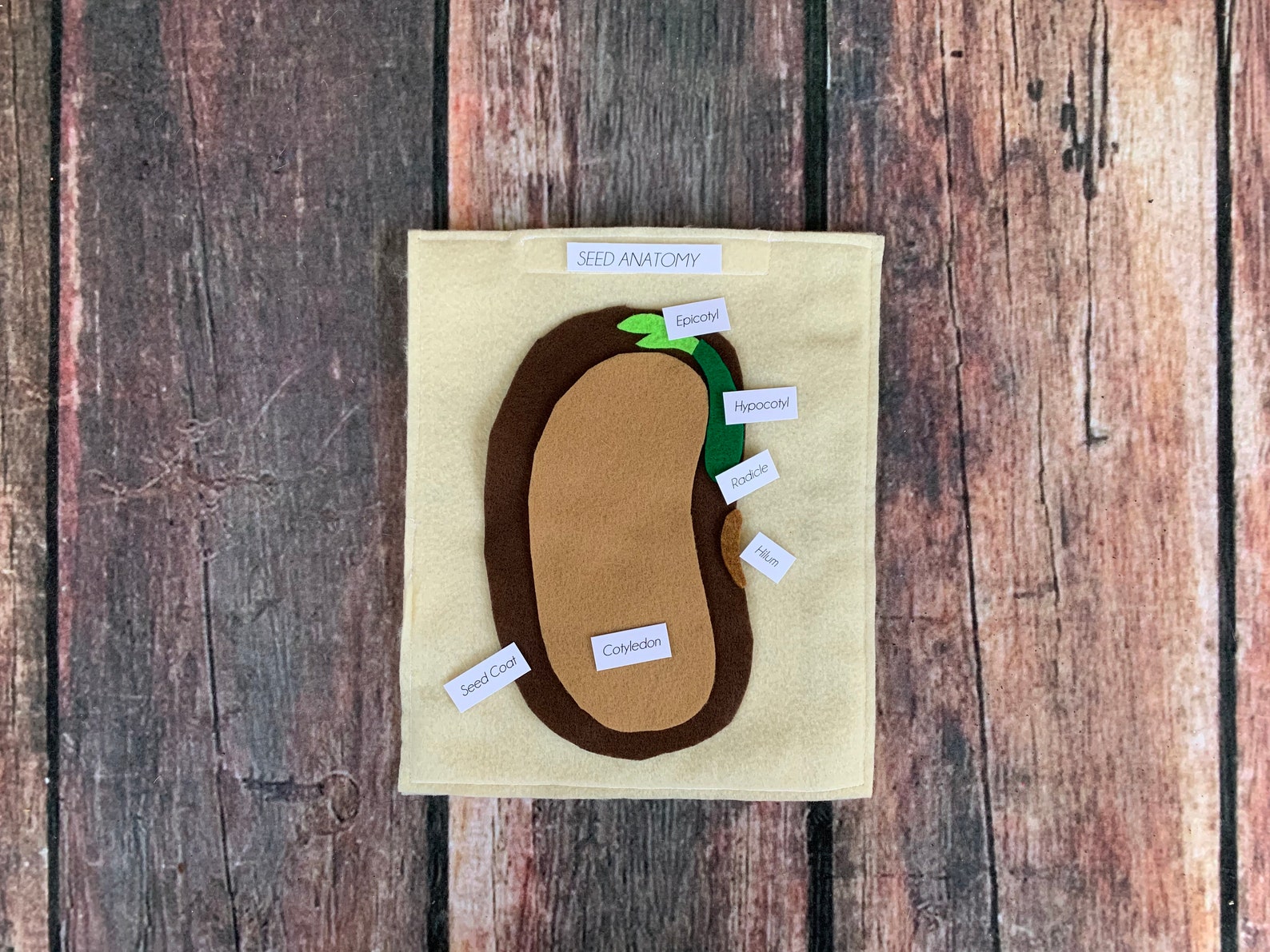 Seed Anatomy Seed Puzzle Set Seed Study Charlotte Mason - Etsy