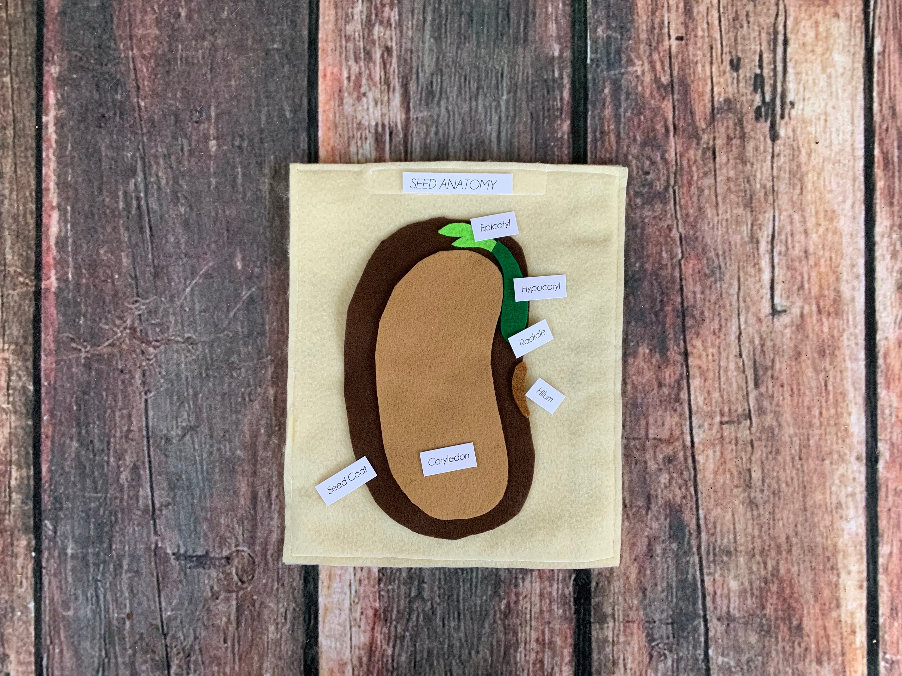 Seed Anatomy, Seed Puzzle Set, Seed Study, Charlotte Mason, Homeschool ...