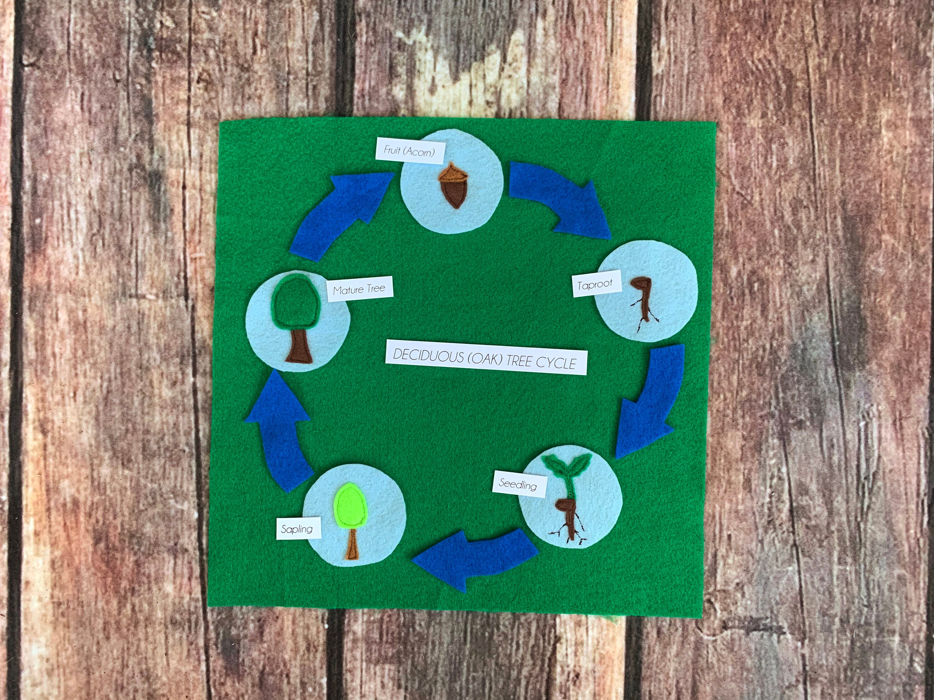 deciduous tree montessori learning homeschool Oak tree life cycle ...