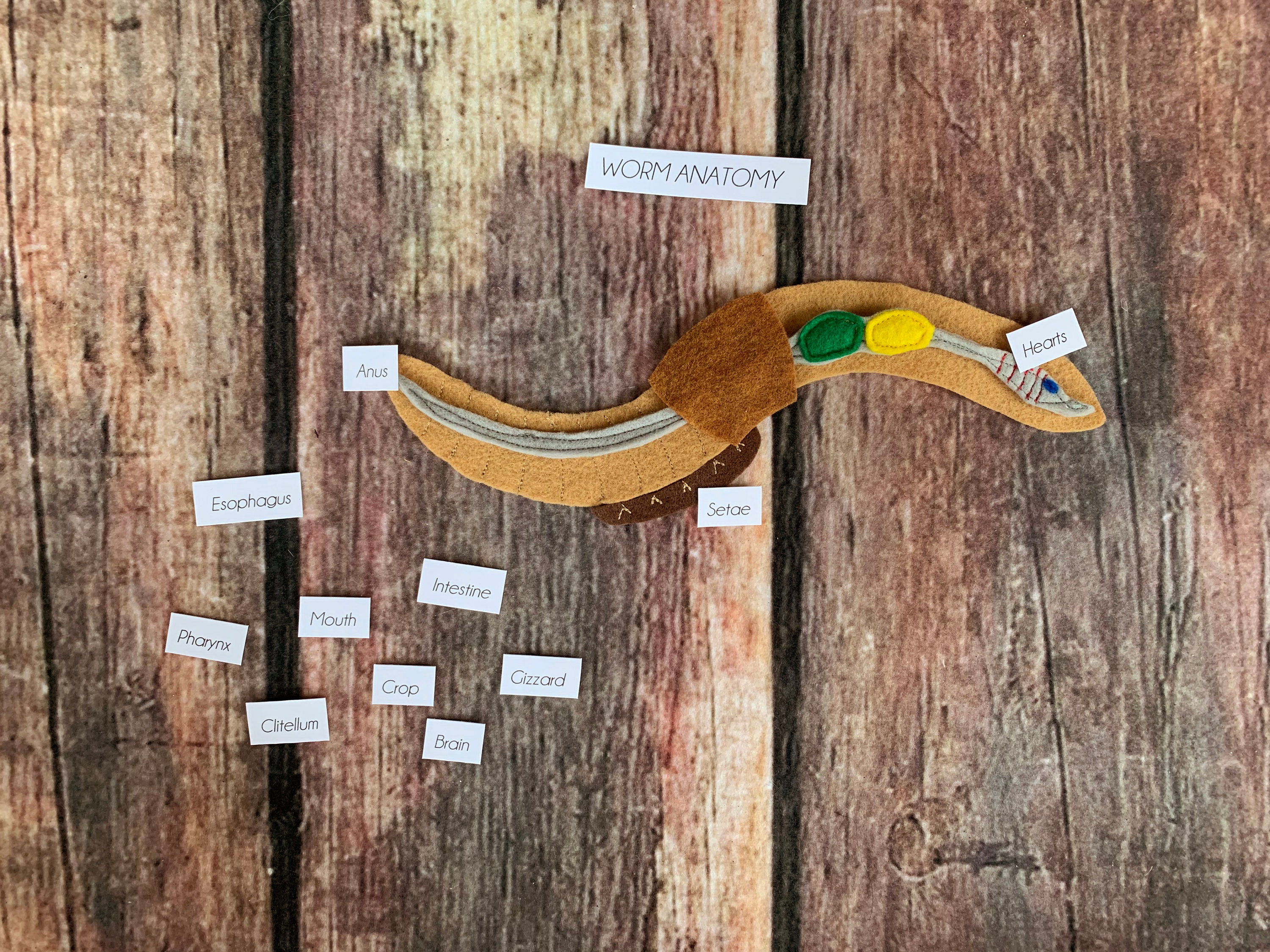 Worm Anatomy, Worm Puzzle Set, Minibeast Study, Charlotte Mason ...