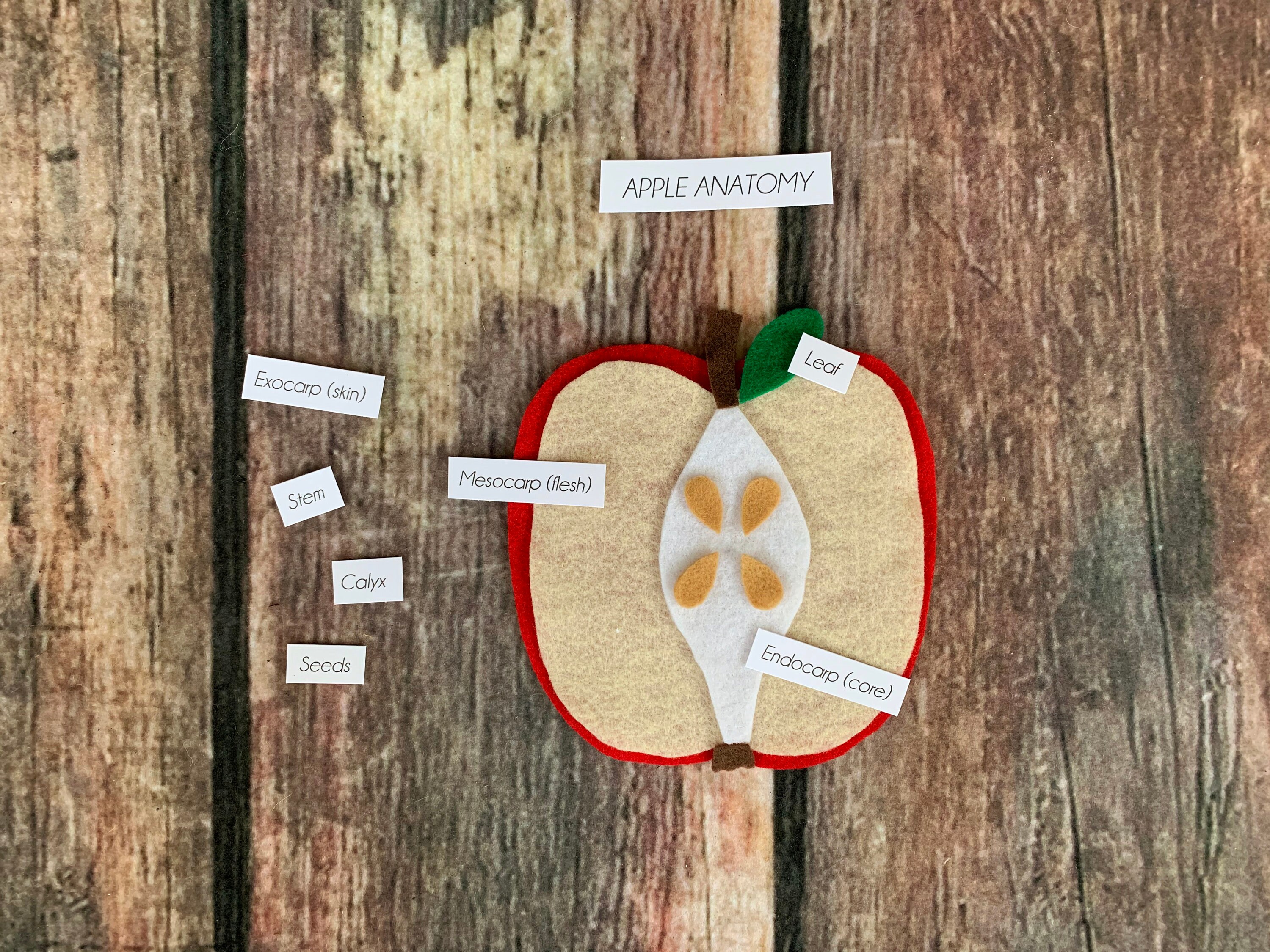 Apple anatomy apple puzzle set nature study charlotte - Etsy.de