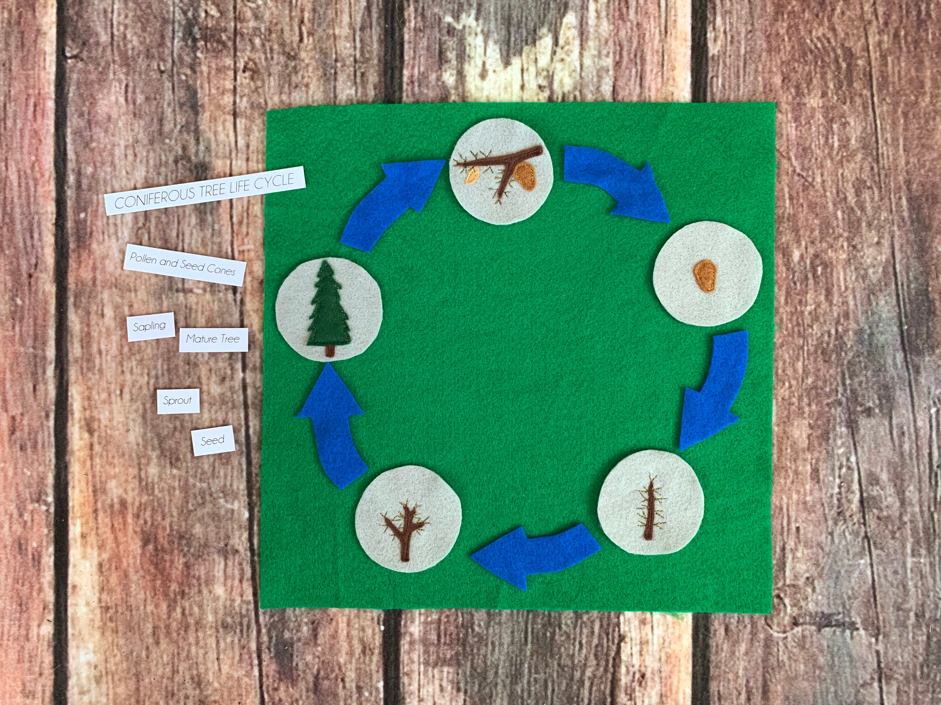 Pine Tree Life Cycle, Nature Study, Charlotte Mason, Homeschool, Home ...