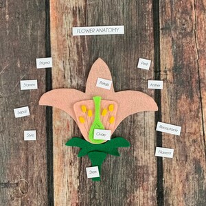 DIGITAL PATTERN Flower Anatomy, Flower Puzzle Set, Plant Study ...