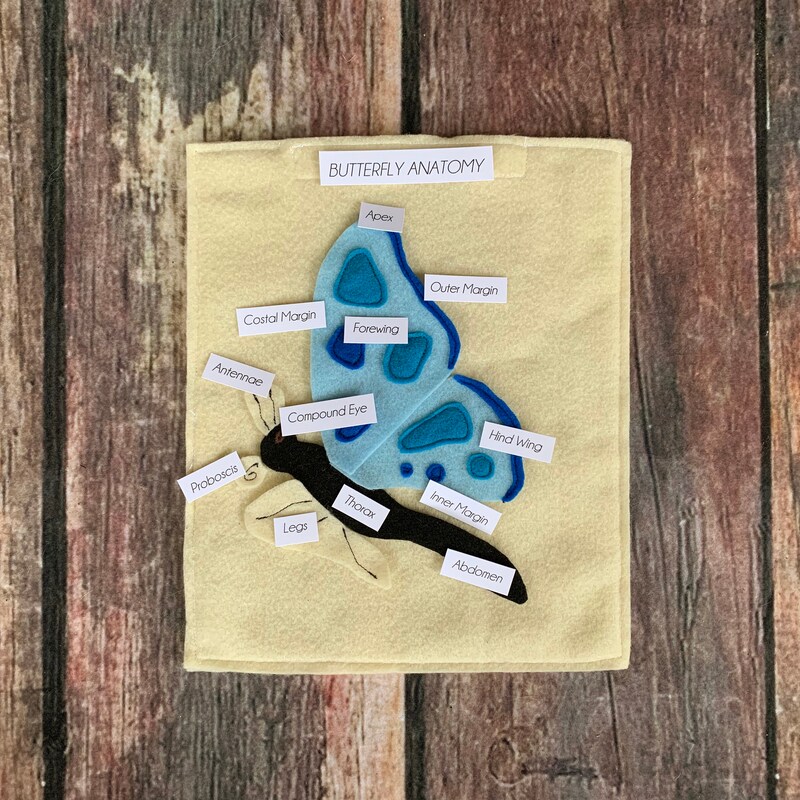 Butterfly Anatomy - Etsy