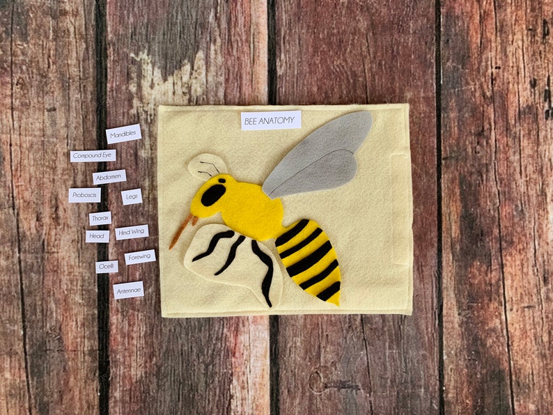 Bee Anatomy, Bee Puzzle Set, Minibeast Study, Charlotte Mason ...