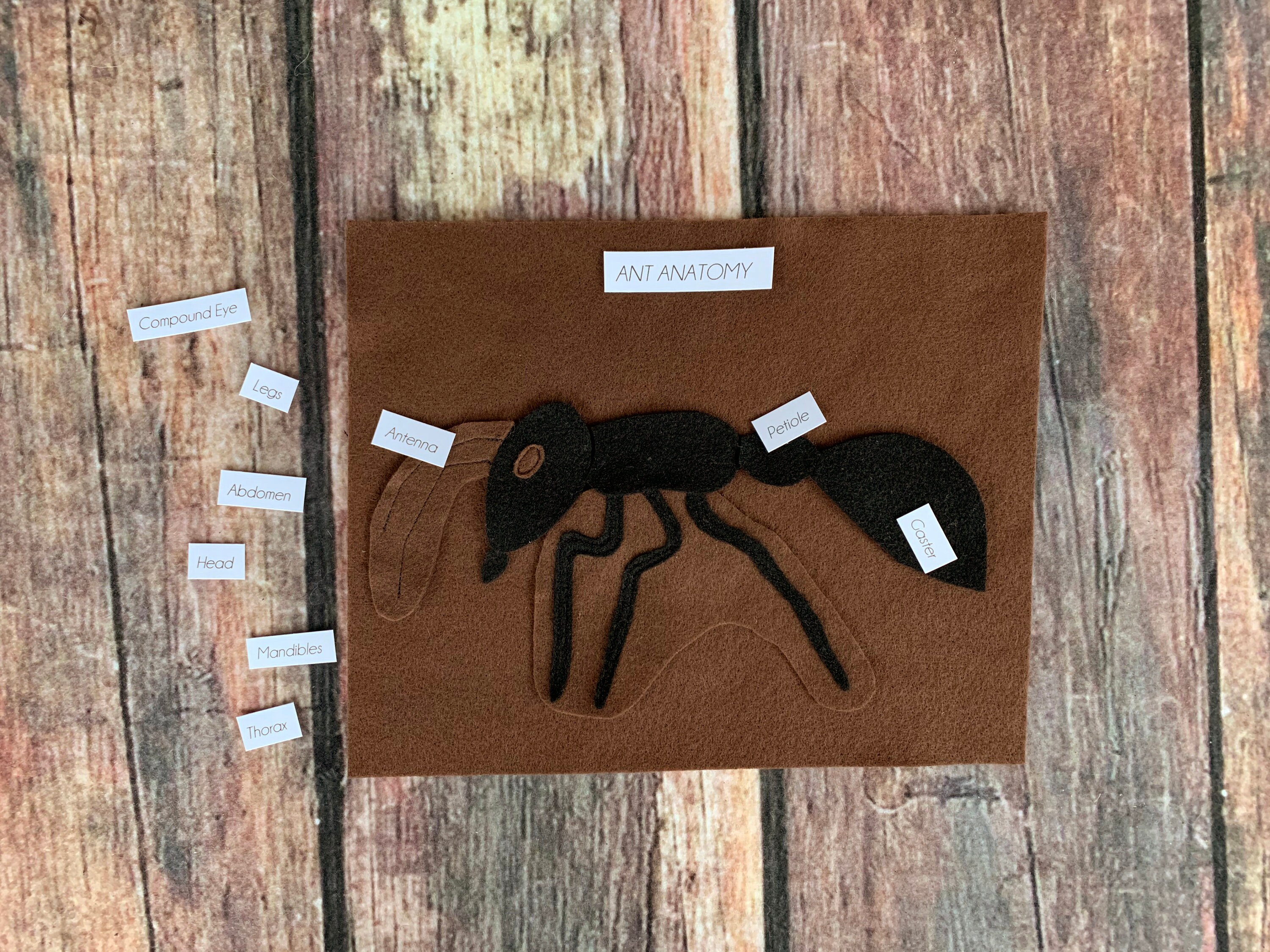 Ant anatomy, ant puzzle set, minibeast study, charlotte mason ...