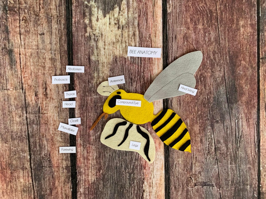 DIGITAL PATTERN Bee Anatomy, Bee Puzzle Set, Minibeast Study ...
