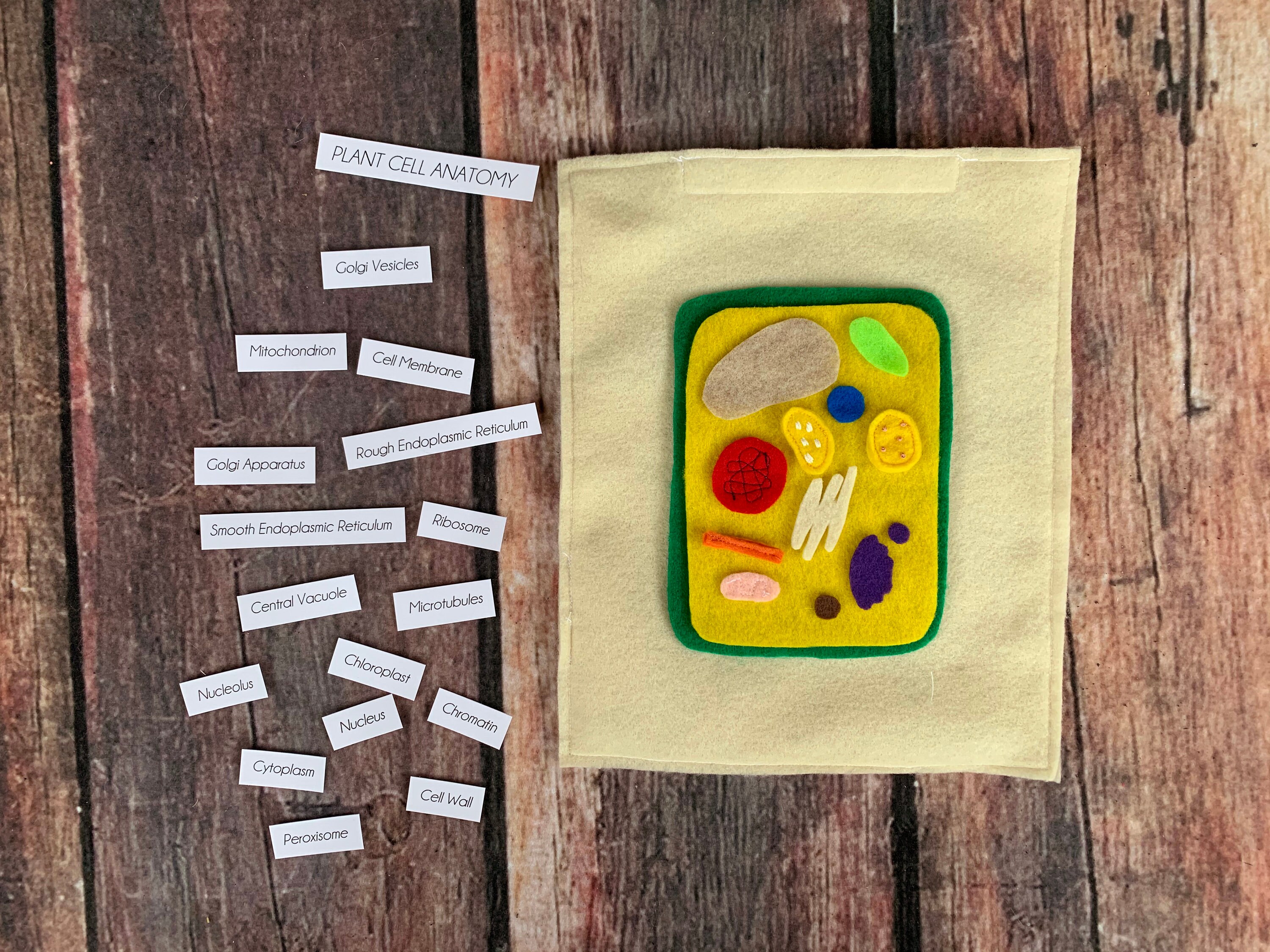 Plant Cell Puzzle Set, Cell Study, Charlotte Mason, Homeschool, Home ...