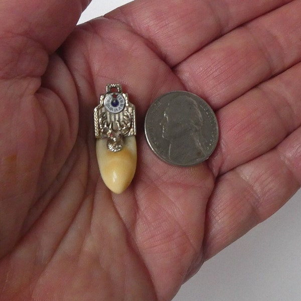 Elk Teeth - Etsy