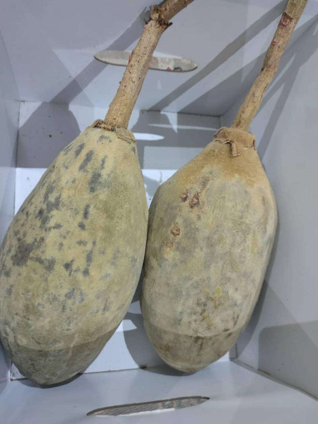 Baobab Whole Fruit Pod Kuka Kodoro Namoukou Whole Raw Baobab With Seeds ...