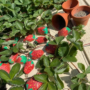 Strawberry Painted Rocks (set of 6) – Bird Deterrent Garden Decor - Etsy