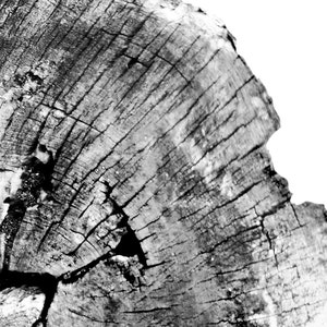Oak Tree Rings Black and White Photograph PRINTABLE English Oak ...