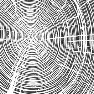 Oak Tree Rings Black and White Hand Drawn PRINTABLE English Oak ...