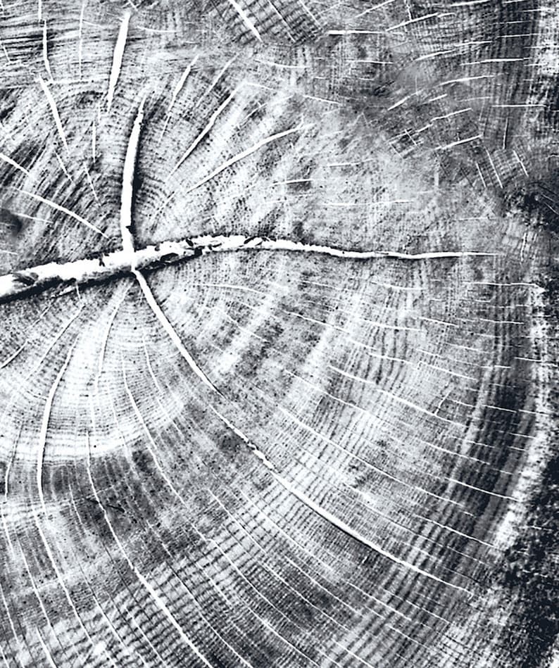 Set of 4 Prints Oak Tree Rings Black and White Photograph | Etsy