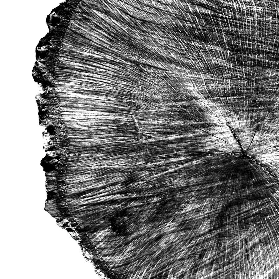 Oak Tree Rings Black and White Photography Prints: English Oak Set ...