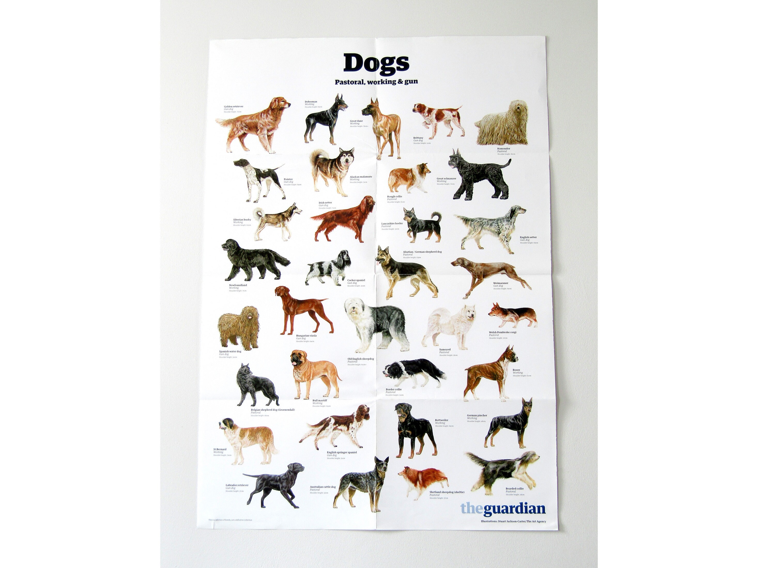Herding Dog Breed Chart