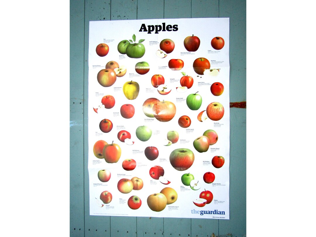 APPLES Fruit Species Wall Chart Poster Vintage Guardian Newspaper UK ...