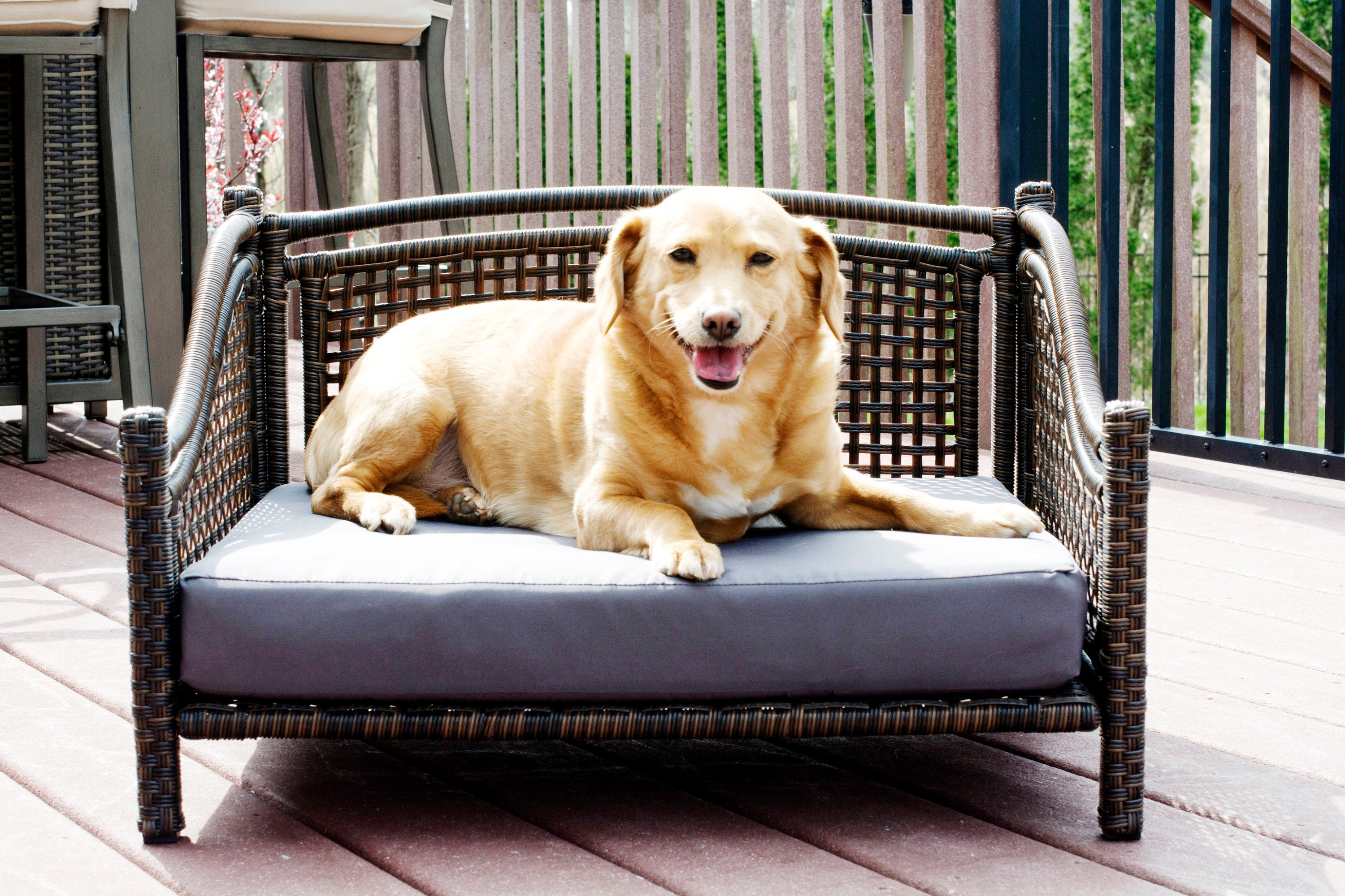 Raised Dog Beds, Pet Beds for Dogs and Cats, Maharaja Rattan Pet Bed ...