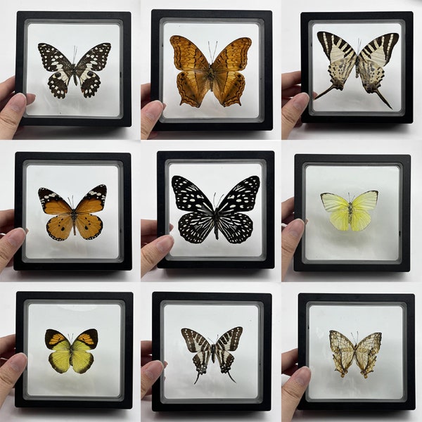 Real Butterfly Framed - Etsy