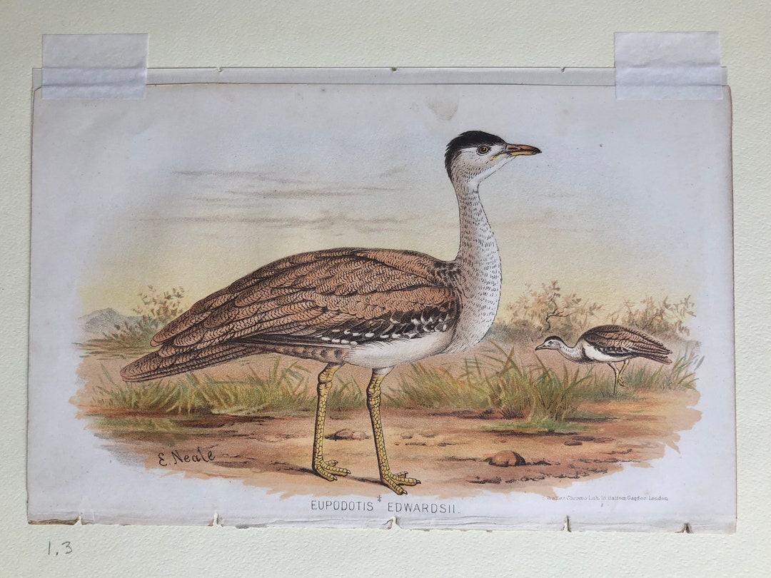 Great Indian Bustard