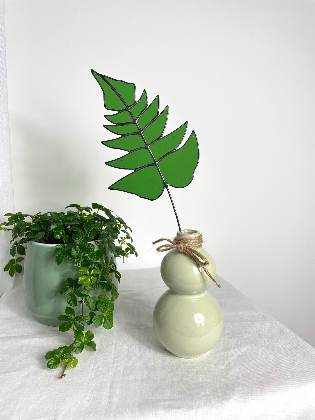 SHIELD Fern,stained Glass Fern,stained Glass Plant,everlasting Flowers ...