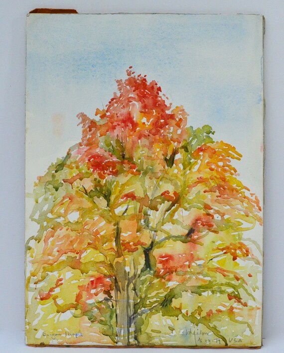 Sugar Maple Tree Drawing