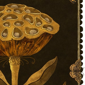 Dry Lotus and Moths, Botanical Illustrations, Magic Art Print, Boho ...