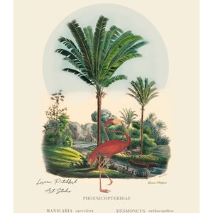 Antique Lithograph Palms Trees and Antique Extinct Flamingo - Etsy