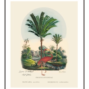 Antique Lithograph Palms Trees and Antique Extinct Flamingo - Etsy
