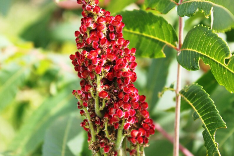 Sumac – Life Has NOT Passed You By - Etsy