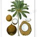 Coconut Tree Wall Art, Botanical Print, Tropical Fruit Art Decor ...