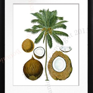 Coconut Tree Wall Art, Botanical Print, Tropical Fruit Art Decor ...