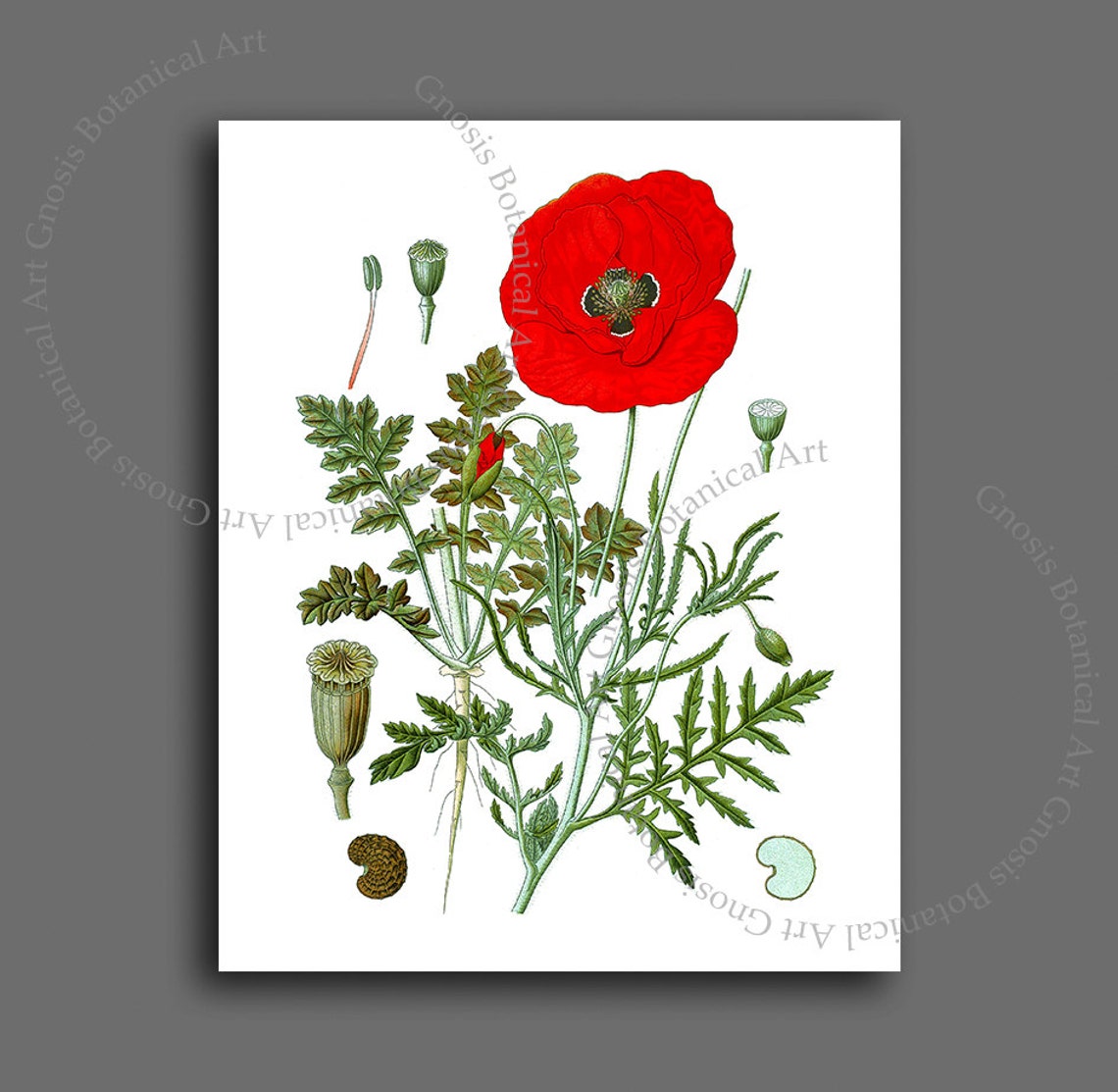 Botanical Art Print Red Poppy Wall Art Print 3 Red Flower - Etsy