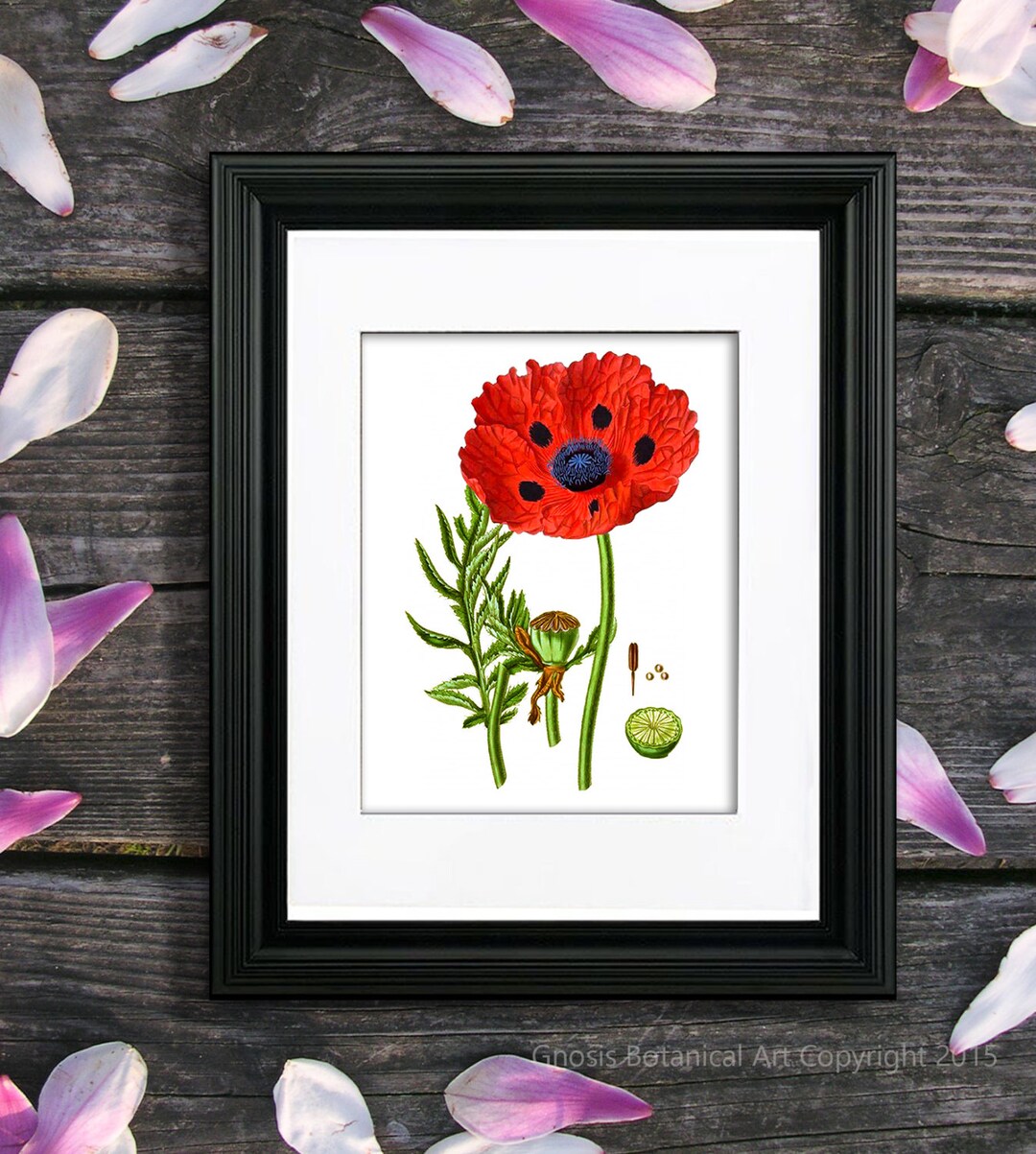 Red Poppy Print #1 Flower Wall Art, Remembrance Day, Veterans Day Poppy ...