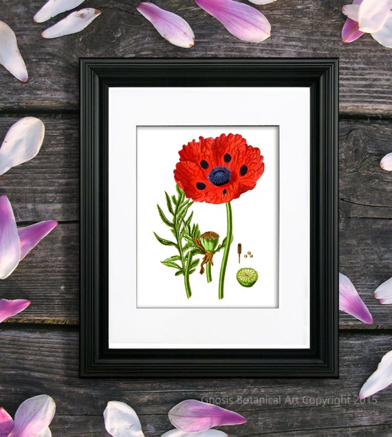 Red Poppy Print 1 Flower Wall Art Remembrance Day Veterans | Etsy
