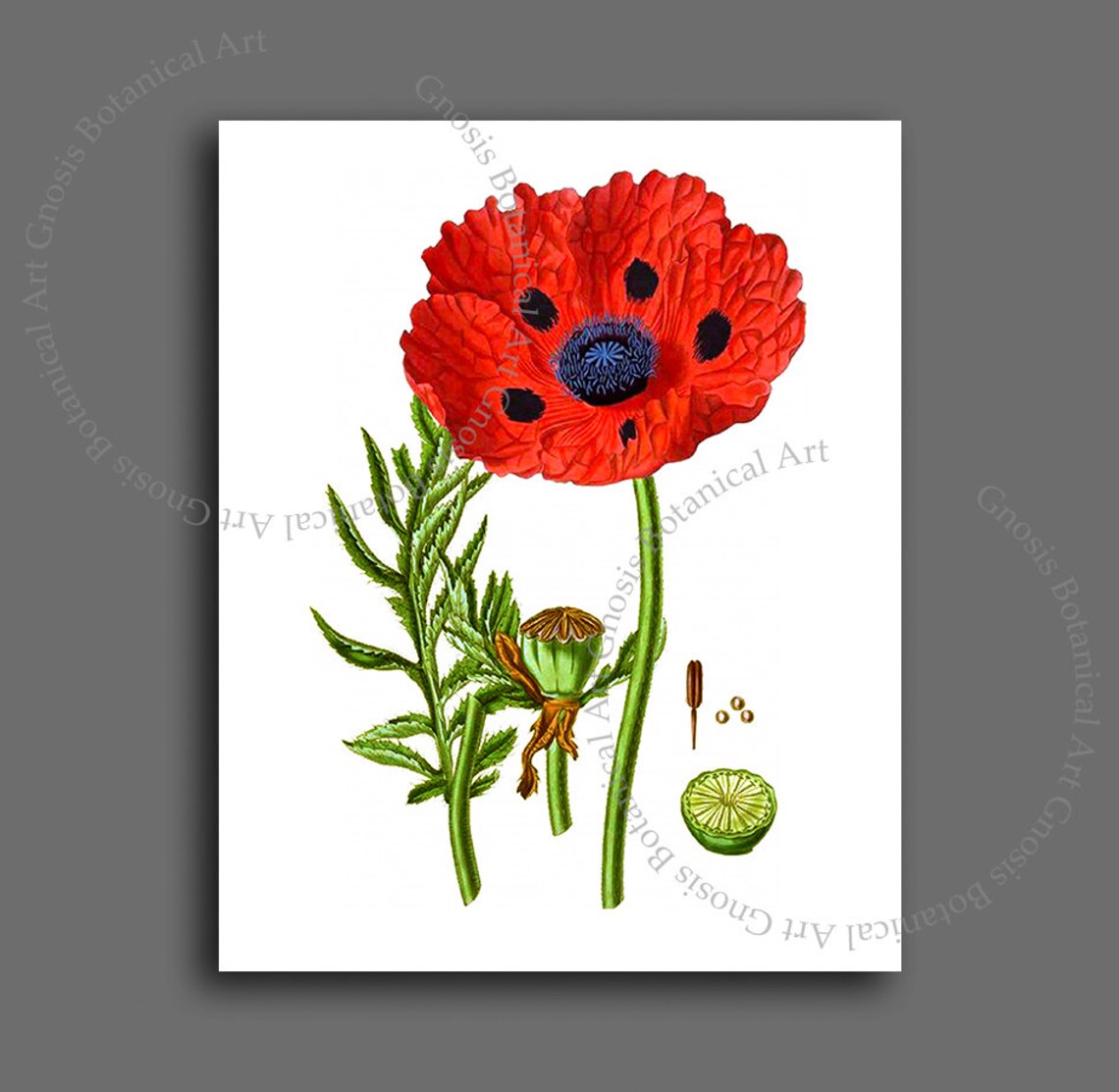 Red Poppy Flowers Wall Art Set of 6 Unframed Medicinal Plant - Etsy