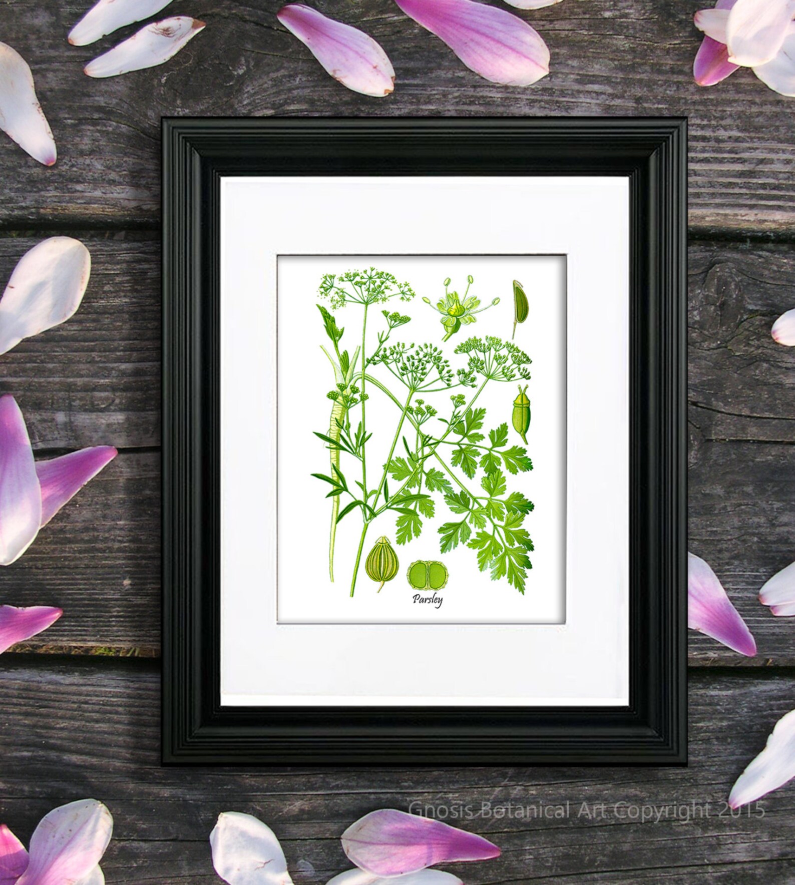 Parsley Herb Art Print No. 7 Kitchen Wall Art Culinary Herb - Etsy